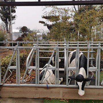 Cow Headlock Introduction-XinFengChen Industry &Trade